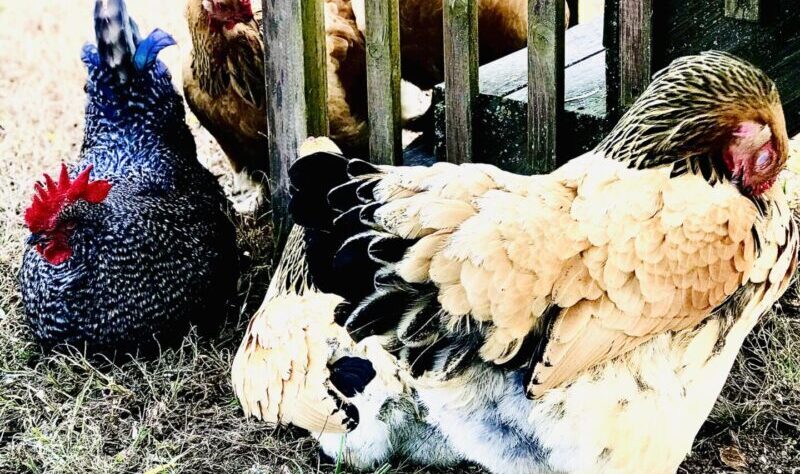 Essential Must-Haves for First Time Chicken Owners - The Art of 1 Acre