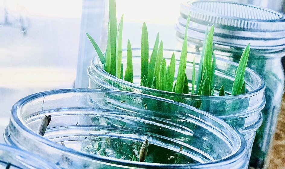 How to Start Growing Fodder to Feed Your Livestock - The Art of 1 Acre