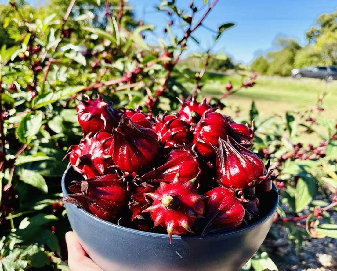 What is Roselle and How Do You Harvest it? - The Art of 1 Acre