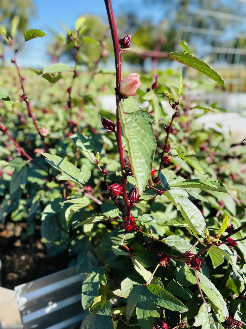 What is Roselle and How Do You Harvest it? - The Art of 1 Acre