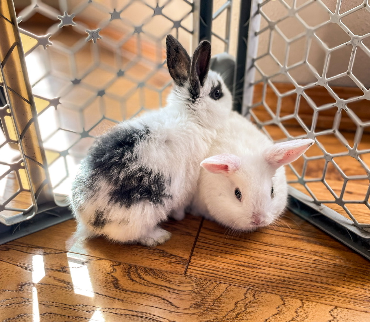 10 Things You Need to Know Before Buying a Rabbit - The Art of 1 Acre