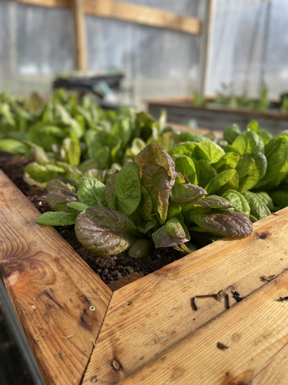 Exploring the Dos and Don’ts of High Tunnel Growing - The Art of 1 Acre