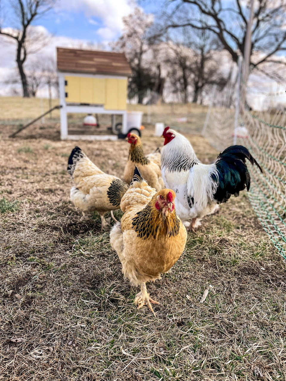 Adding Chickens to Your Homestead: How to do it and Why it’s Important ...