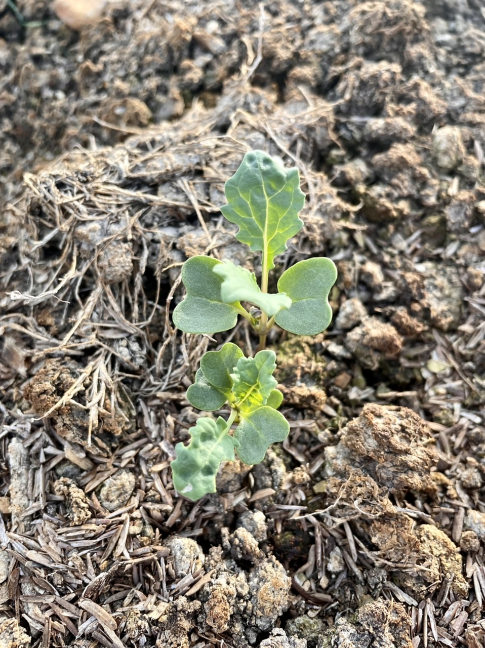 What You Need to Know About Kale: A Comprehensive Guide - The Art of 1 Acre