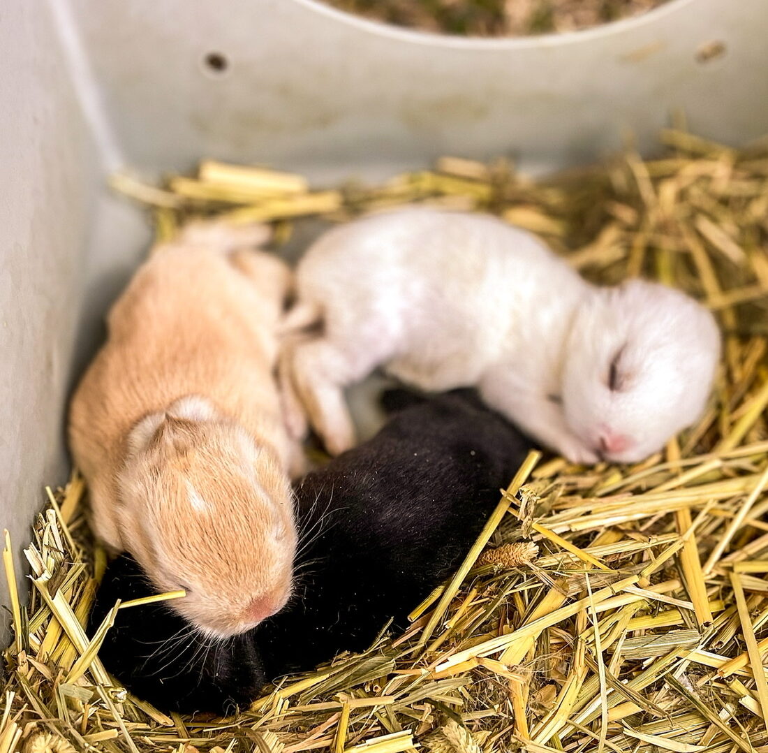 Your Rabbit’s First Litter: What You Need to Know - The Art of 1 Acre