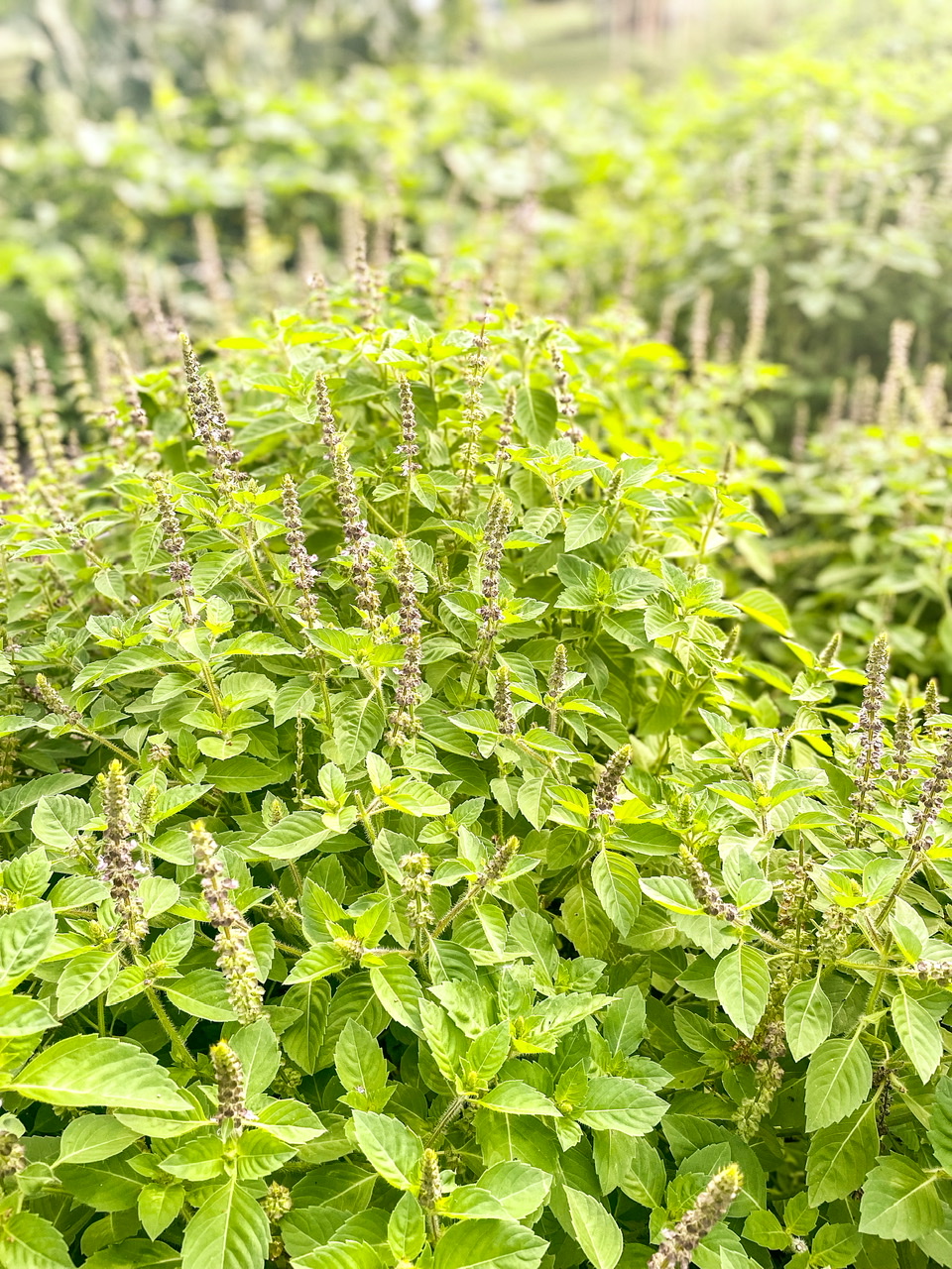 Easy Basil Tea Recipe - The Art of 1 Acre