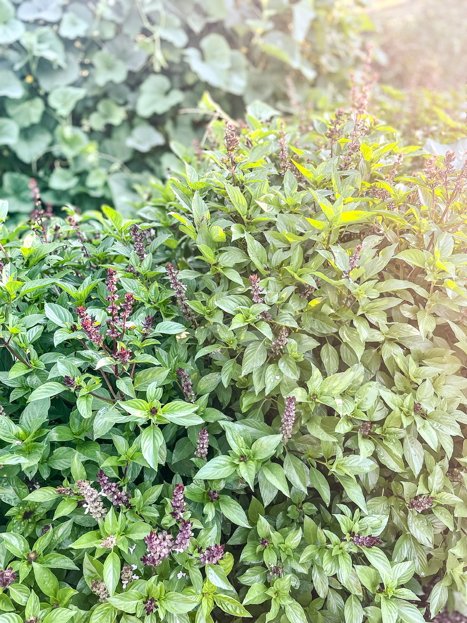 Easy Basil Tea Recipe - The Art of 1 Acre