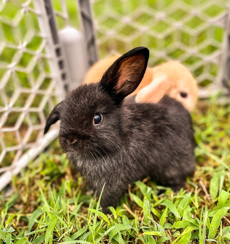 How to Perform a Vent Check or "Sex" Your Baby Rabbits - The Art of 1 Acre