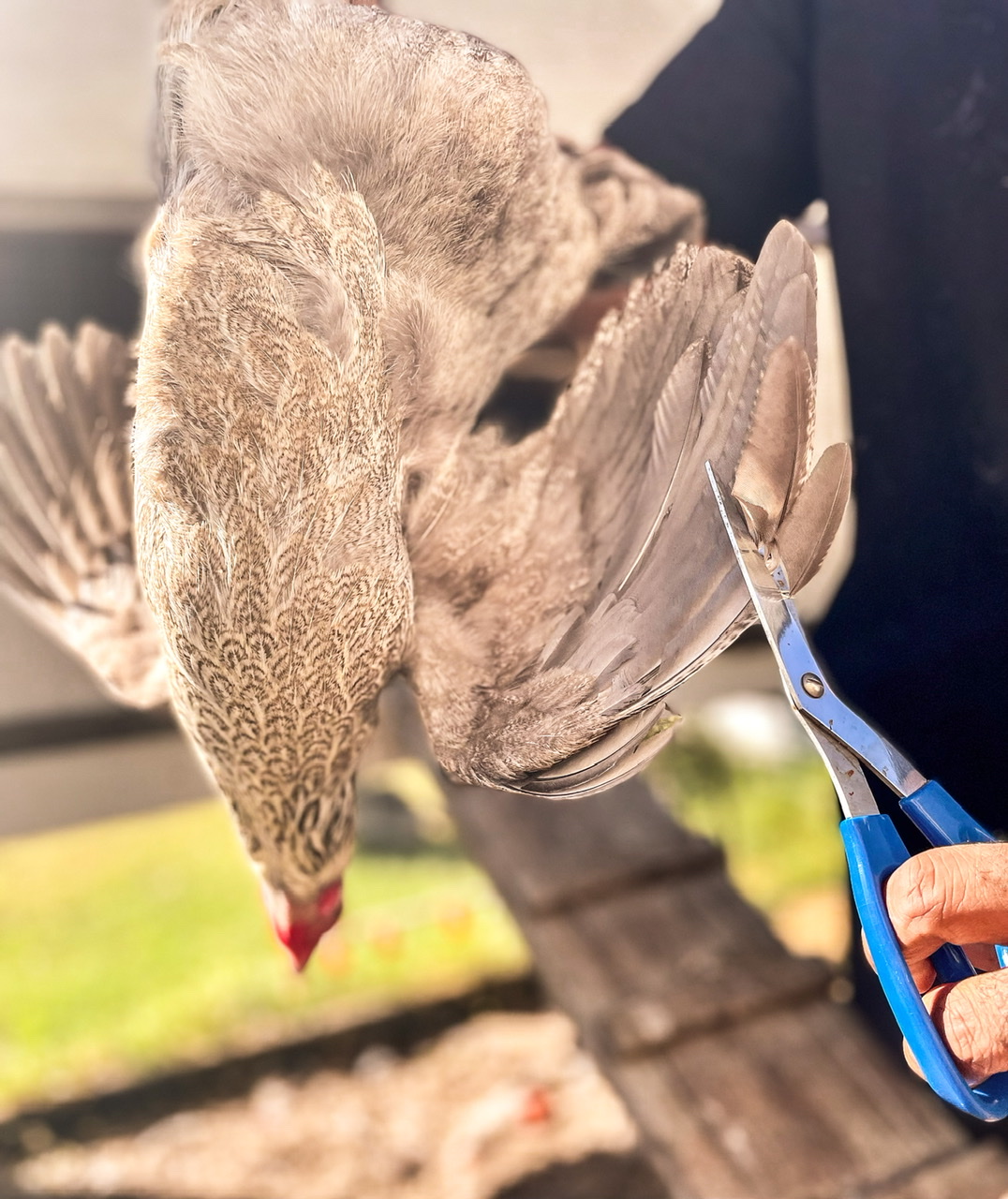 How to Easily Clip a Chicken’s Wings - The Art of 1 Acre