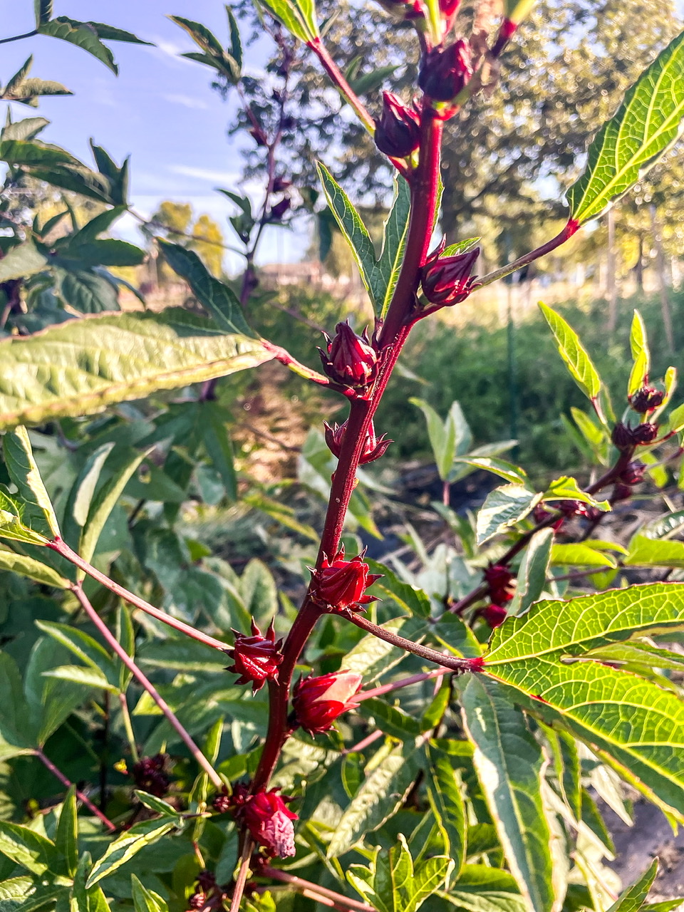 How to Dehydrate Roselle Using a Dehydrator - The Art of 1 Acre