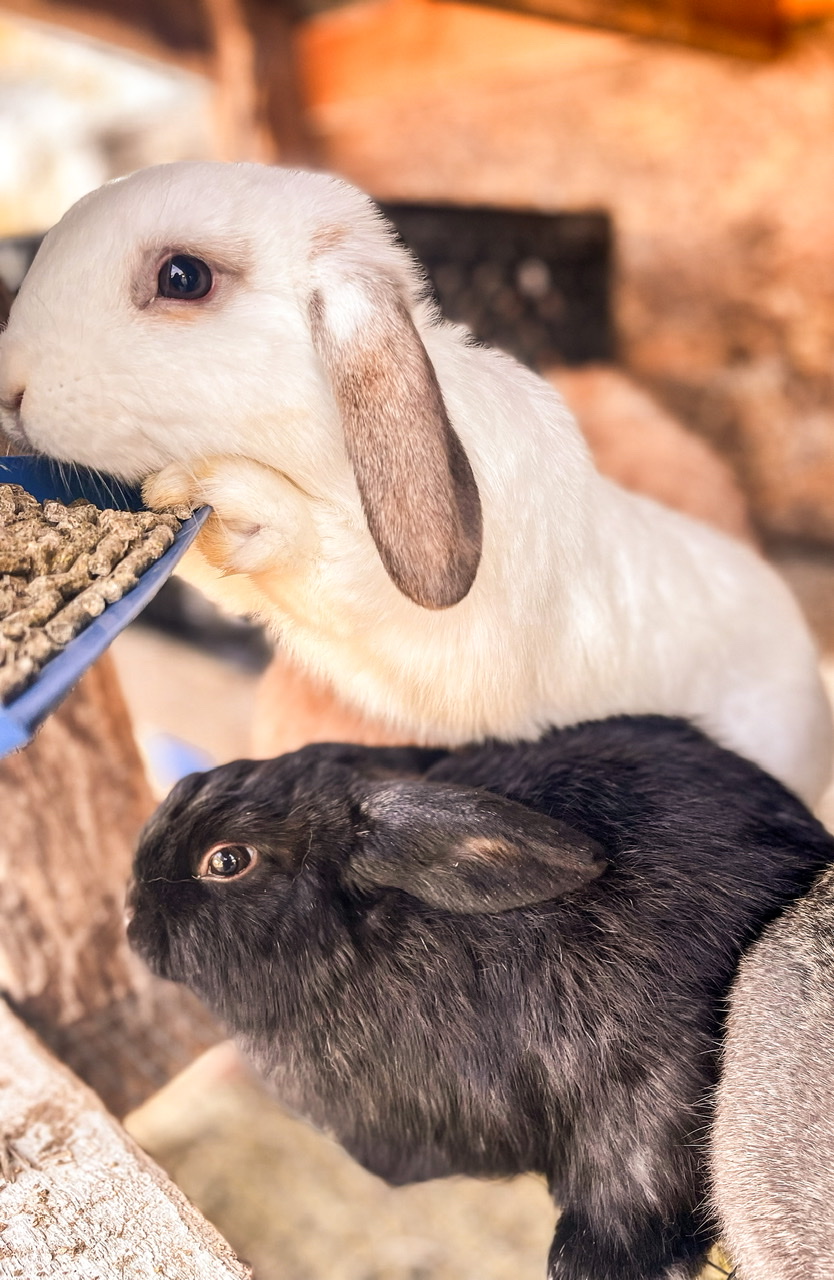 Do Rabbits Know Their Name? And Other Questions - The Art of 1 Acre