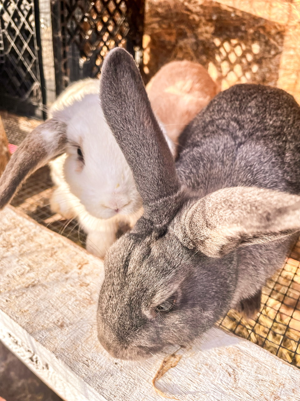 Do Rabbits Know Their Name? And Other Questions - The Art of 1 Acre