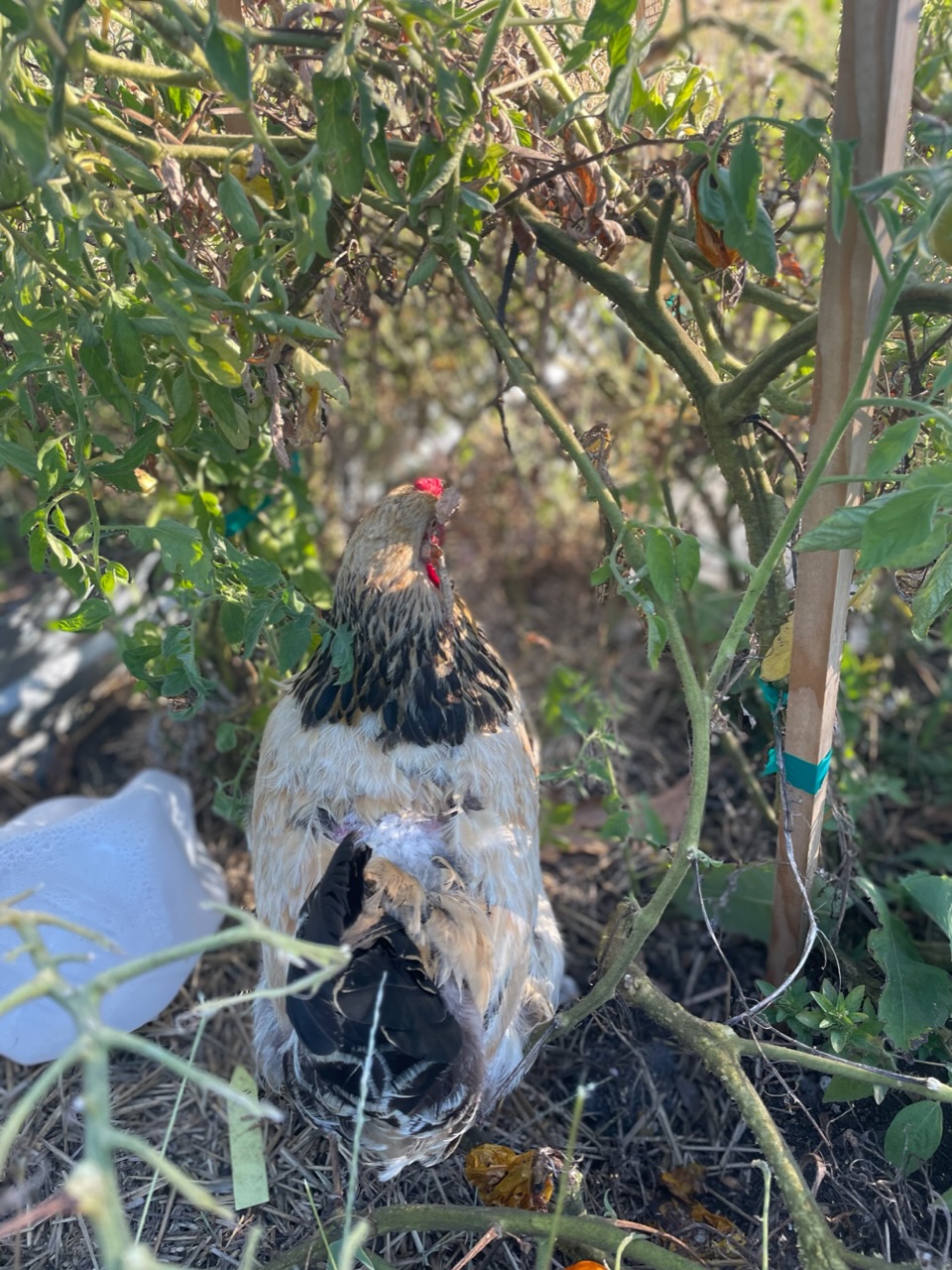How to Use Rotational Grazing on a Small Scale - The Art of 1 Acre
