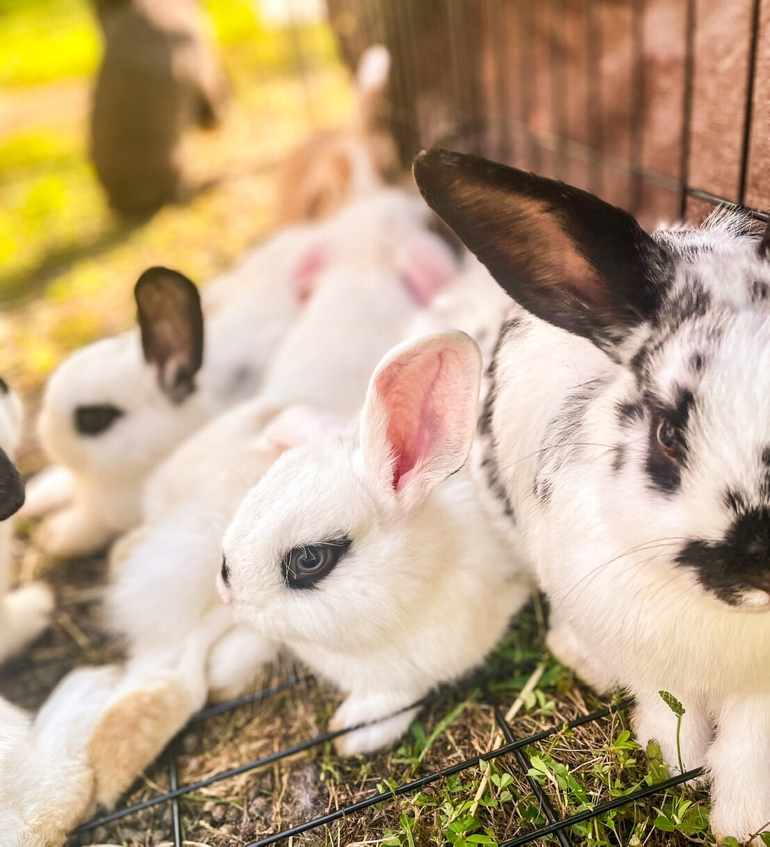 How to Start a Rabbit Garden: What You Need to Know About Planting a ...