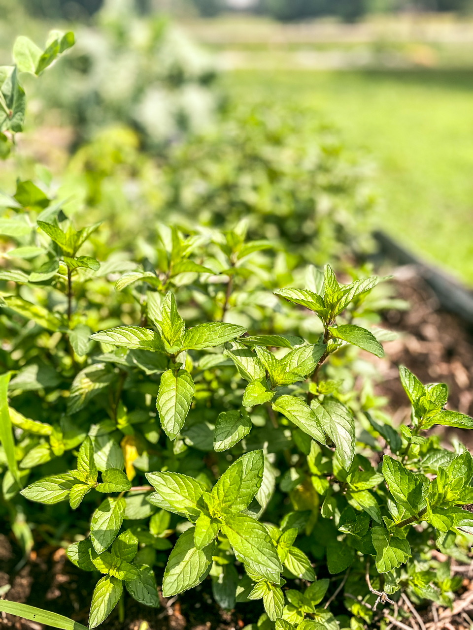 How to Start a Rabbit Garden: What You Need to Know About Planting a ...