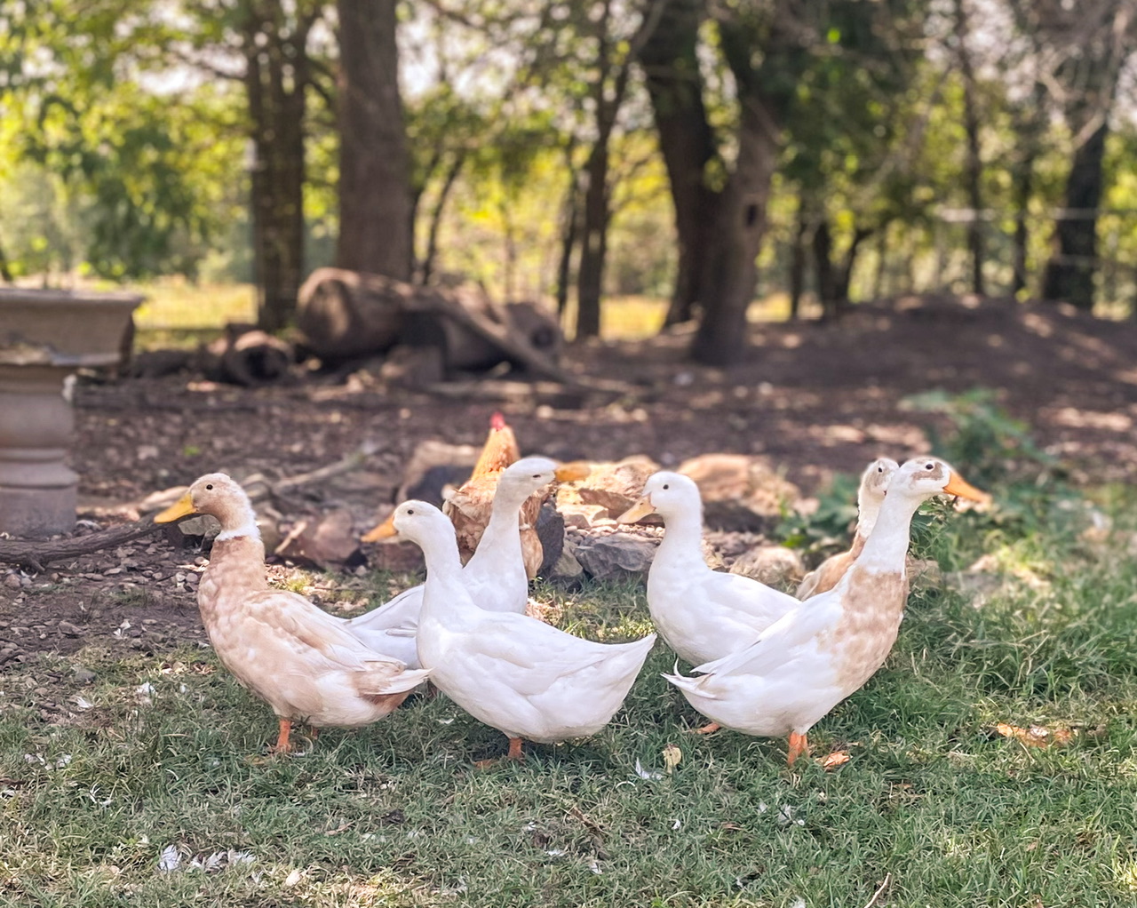 The Benefits of Raising Ducks On Your Homestead - The Art of 1 Acre