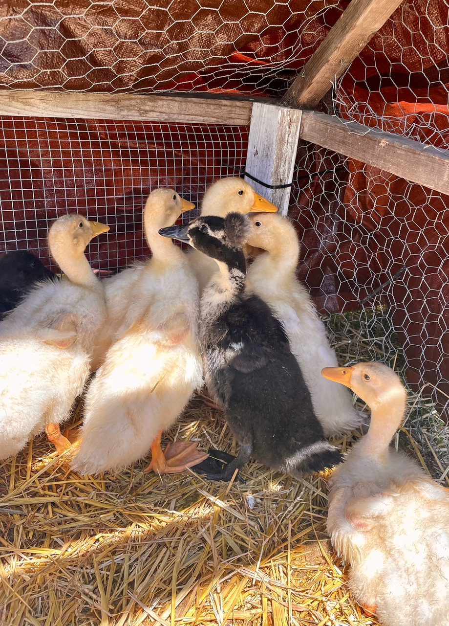The Benefits of Raising Ducks On Your Homestead - The Art of 1 Acre