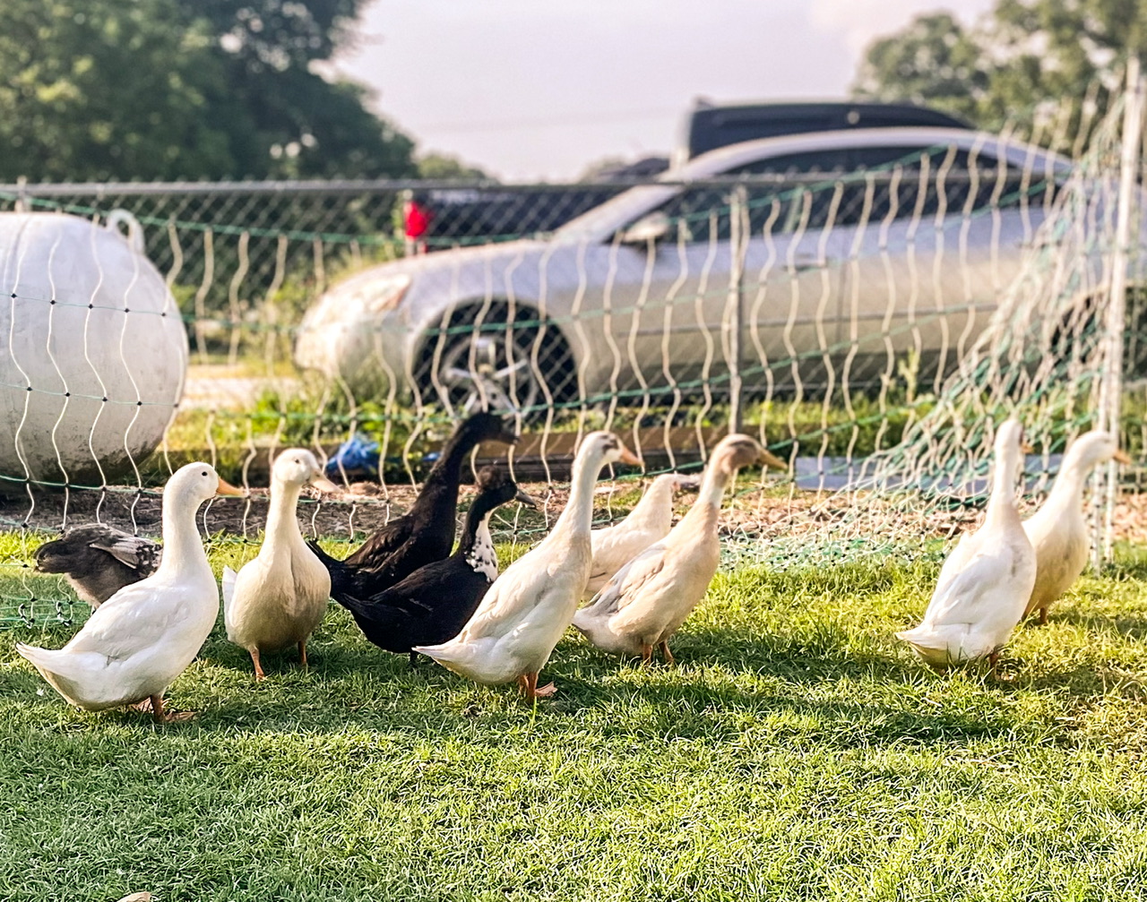 The Benefits of Raising Ducks On Your Homestead - The Art of 1 Acre