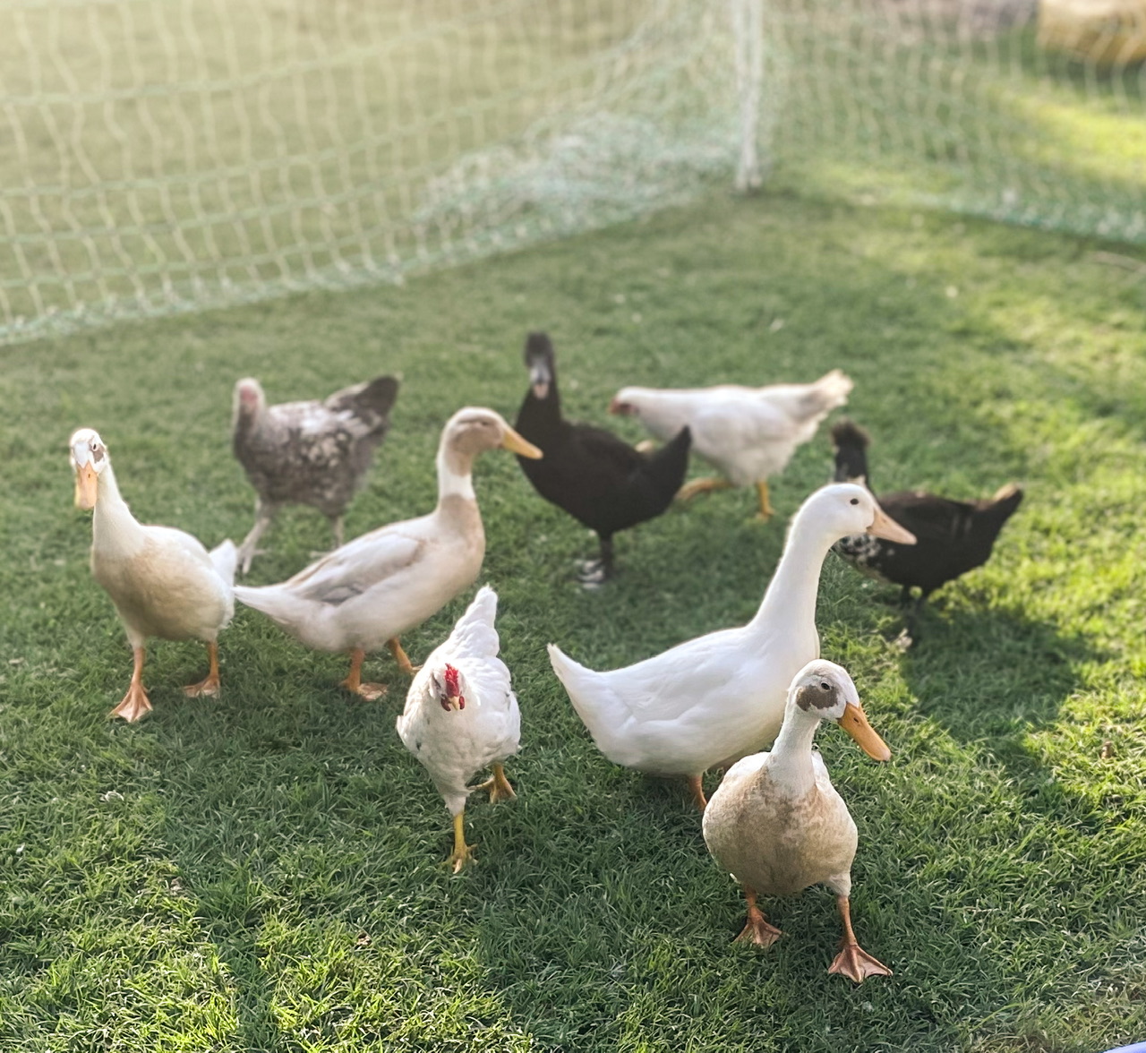 The Benefits of Raising Ducks On Your Homestead - The Art of 1 Acre